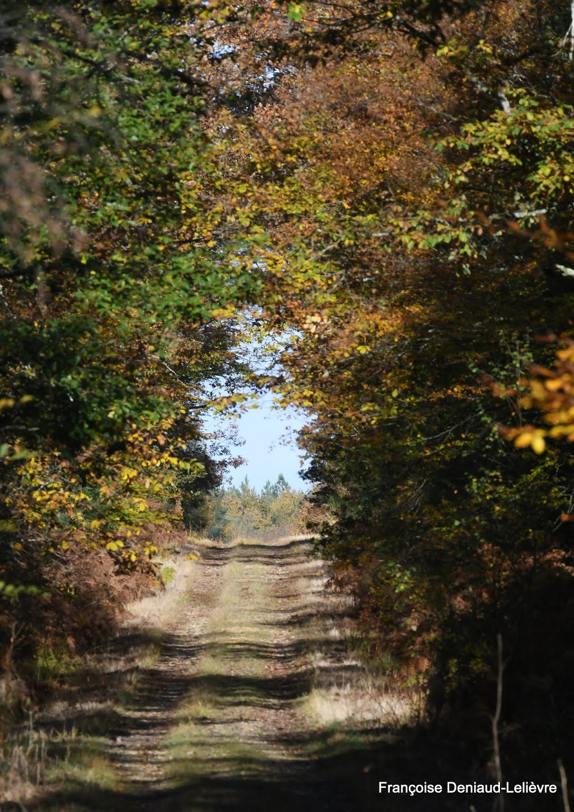 HAIKU D'OEIL: Forêt automnale (Haïbun)