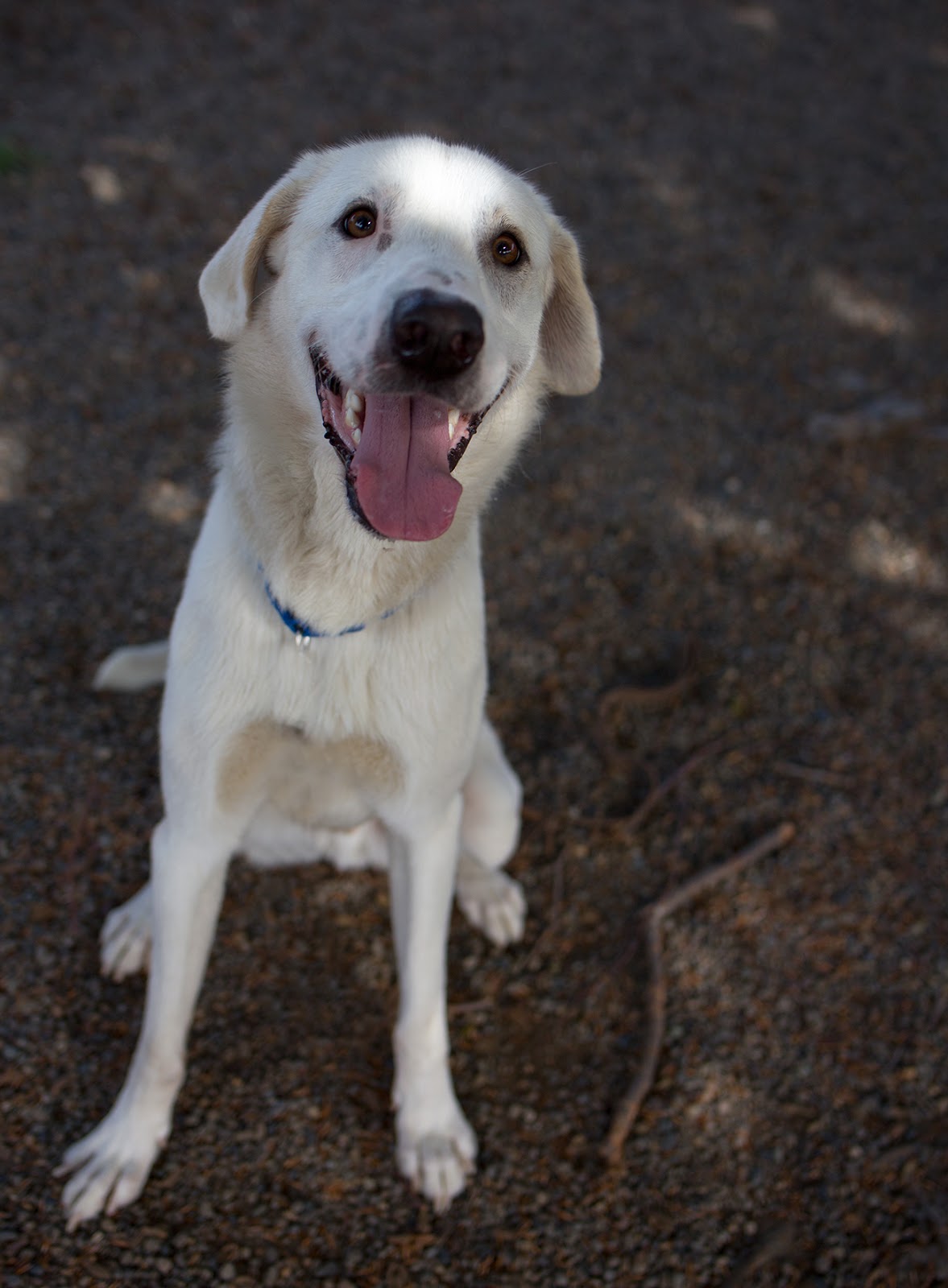 Shelter Dogs of Portland: "ARCHIE" tall lanky "Akbash mix? (plus LAB ...