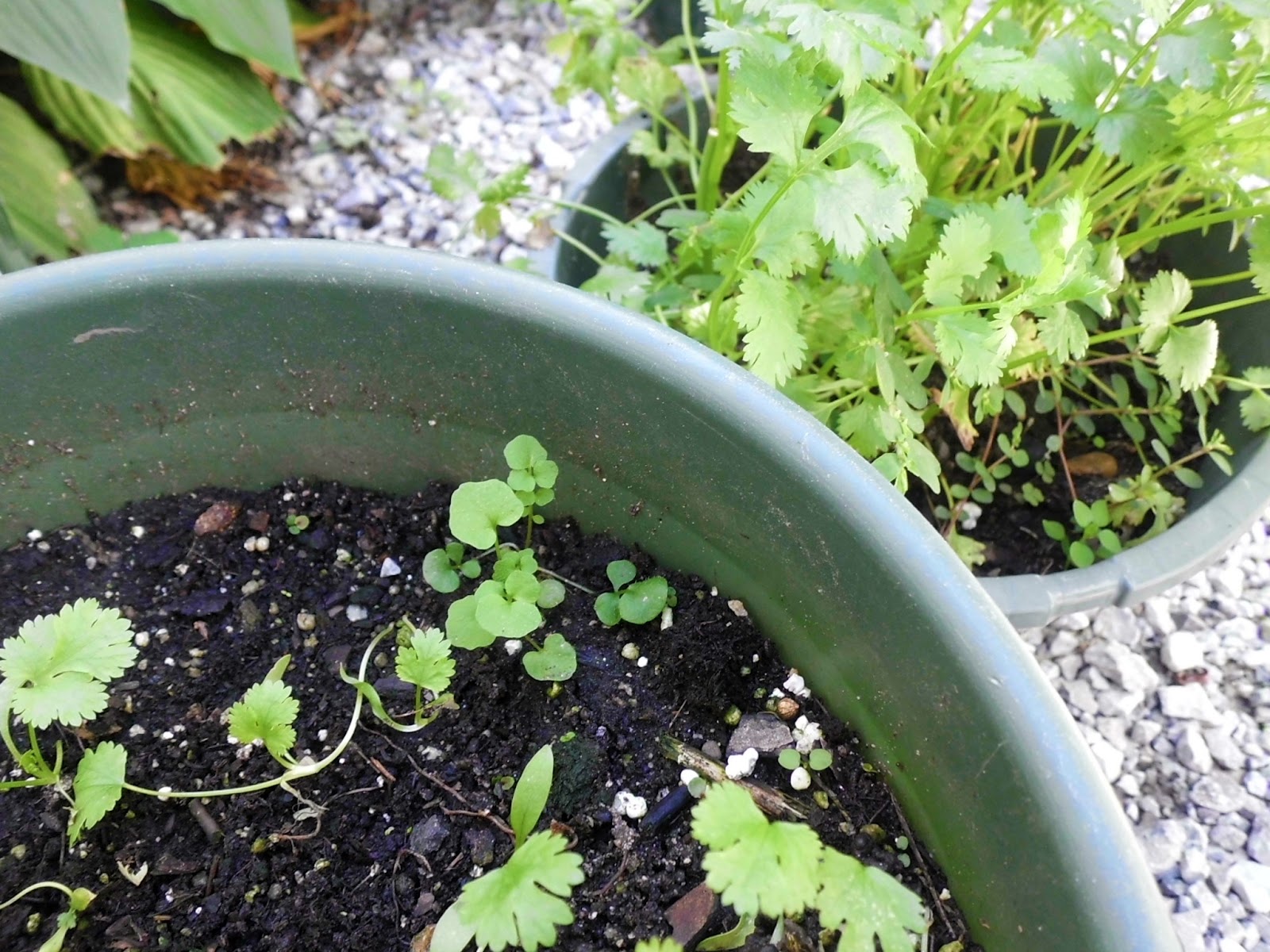 Livin' In The Green: Growing Cilantro in Pots All Season