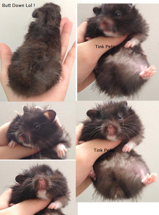 Tinky Hamstery, adoption , Buy hamster in singapore: Teddy Bear Syrians ...