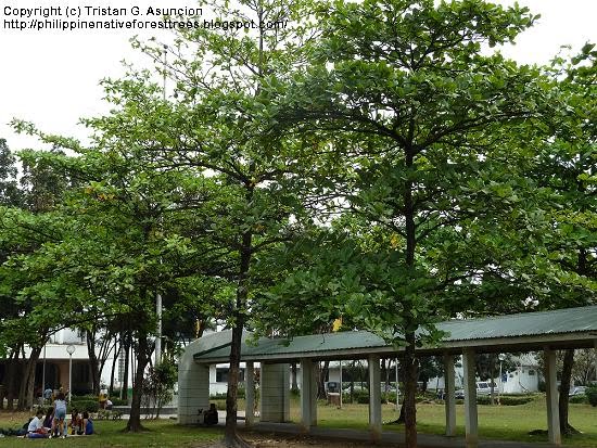 Philippine Native Forest Trees: Talisai trees at Veterans hospital.