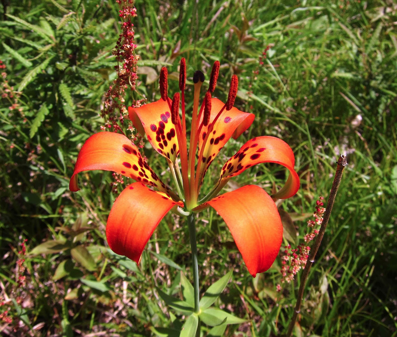 Saratoga woods and waterways: The Lilies Make a Comeback!