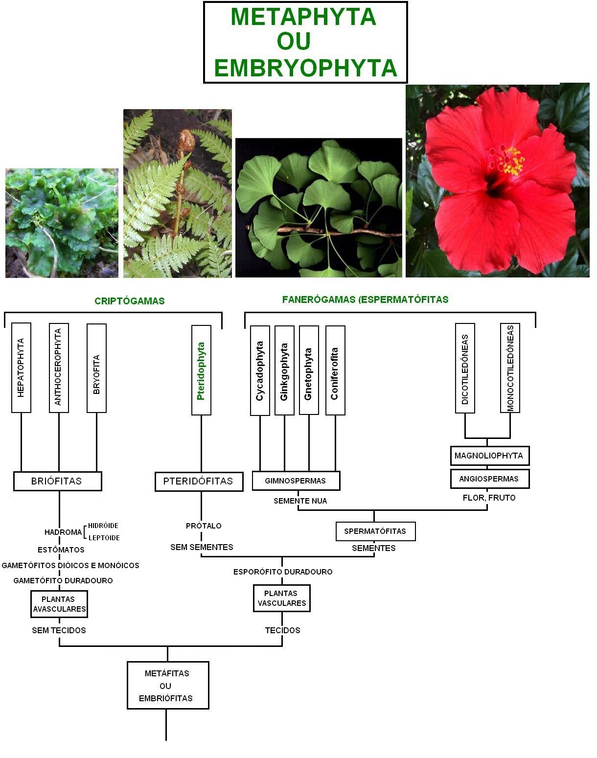 BIOLOGIA PARA A VIDA : METAFITA: RELAÇÕES FILOGENÉTICAS