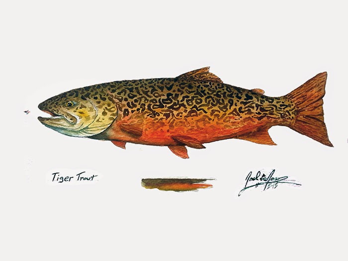 A Year On The Fly: Tiger Trout Watercolor