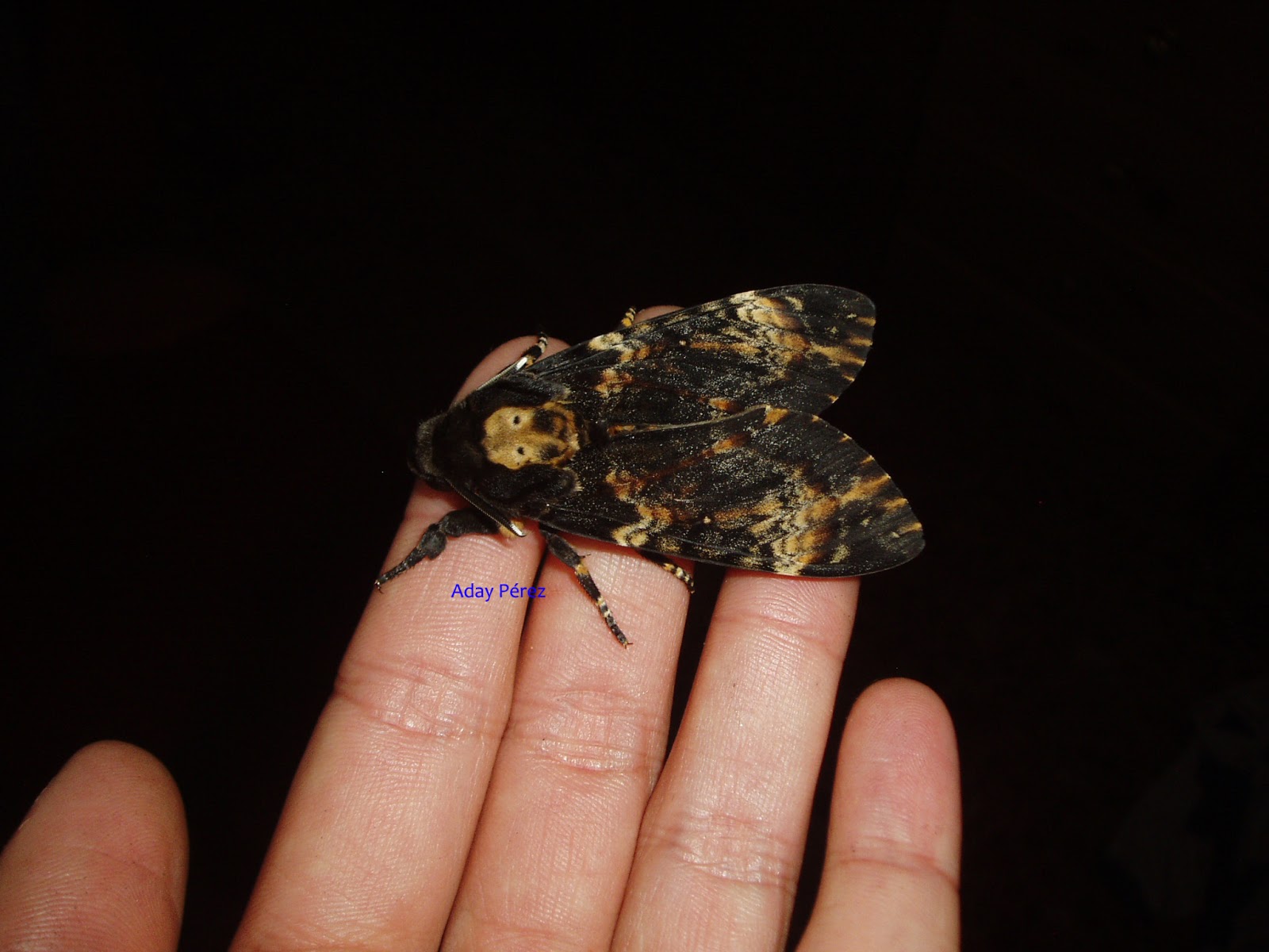 Artropodolandia: Acherontia atropos
