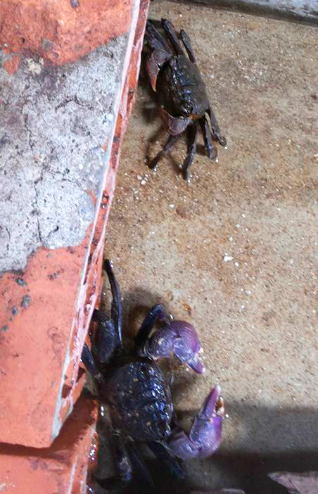 Kepiting Darat Air Tawar Indonesia