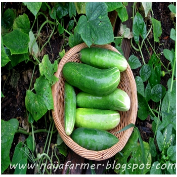 Detailed Guide on how to start profitable Cucumber Farming Venture ...