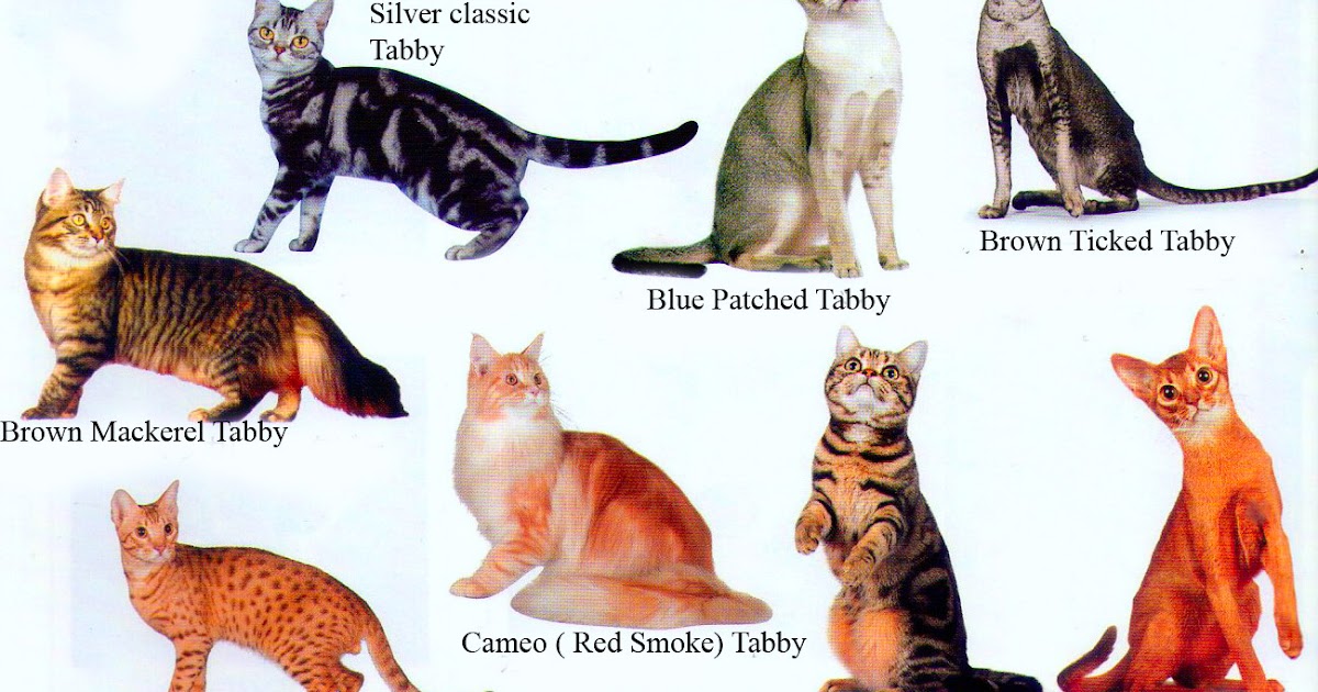 Jenis Campuran Jenis Kucing