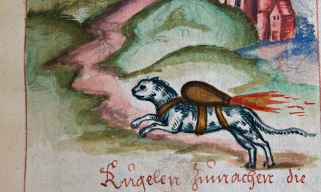 Terrierman's Daily Dose: Cats, Birds, and Fox in Warfare