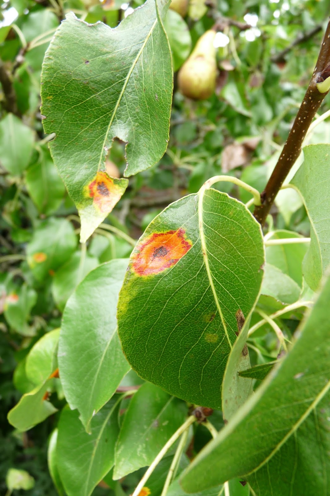 Northwest Norfolk Naturalists: Pear Gall Fungus