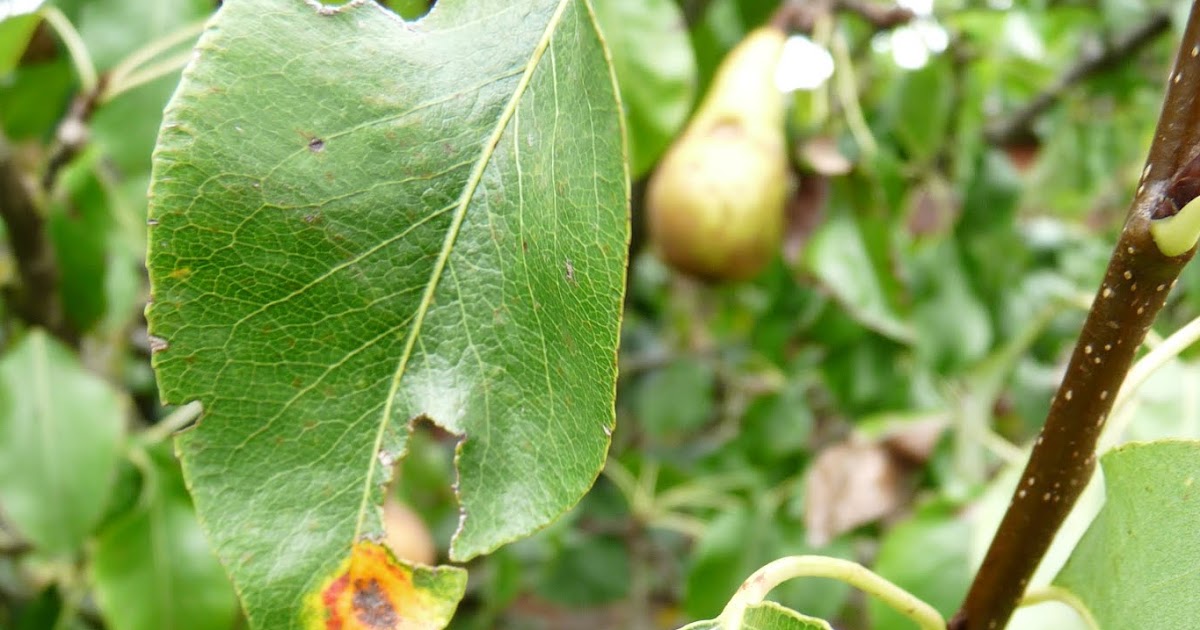 Northwest Norfolk Naturalists: Pear Gall Fungus
