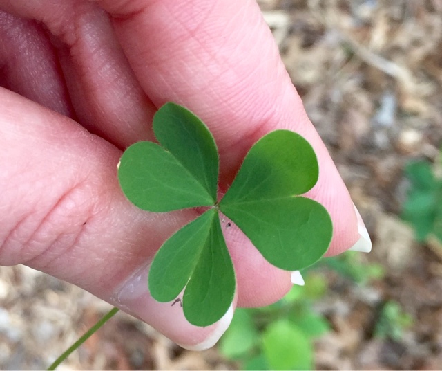 The Foraged Foodie: Identifying and foraging common wood sorrel. A ...