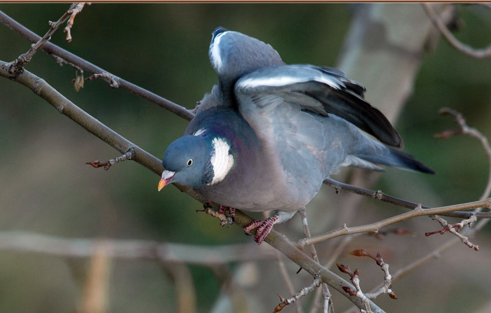 Mis amigas las palomas: Fotos paloma TORCAZ