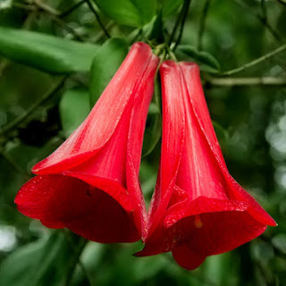 Chaitenvivo: septiembre 2018