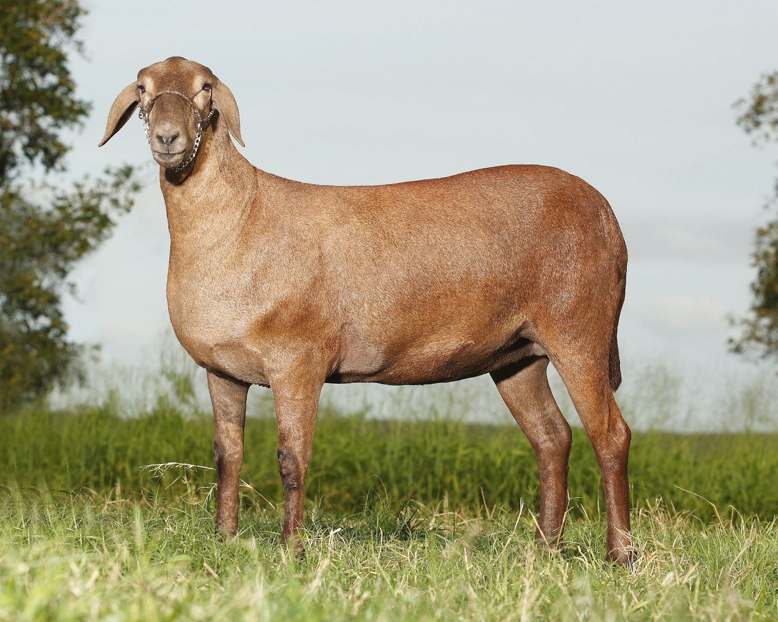 Ovinos Santa Inês e Dorper: RAÇA SANTA INÊS R.A.D.A.R