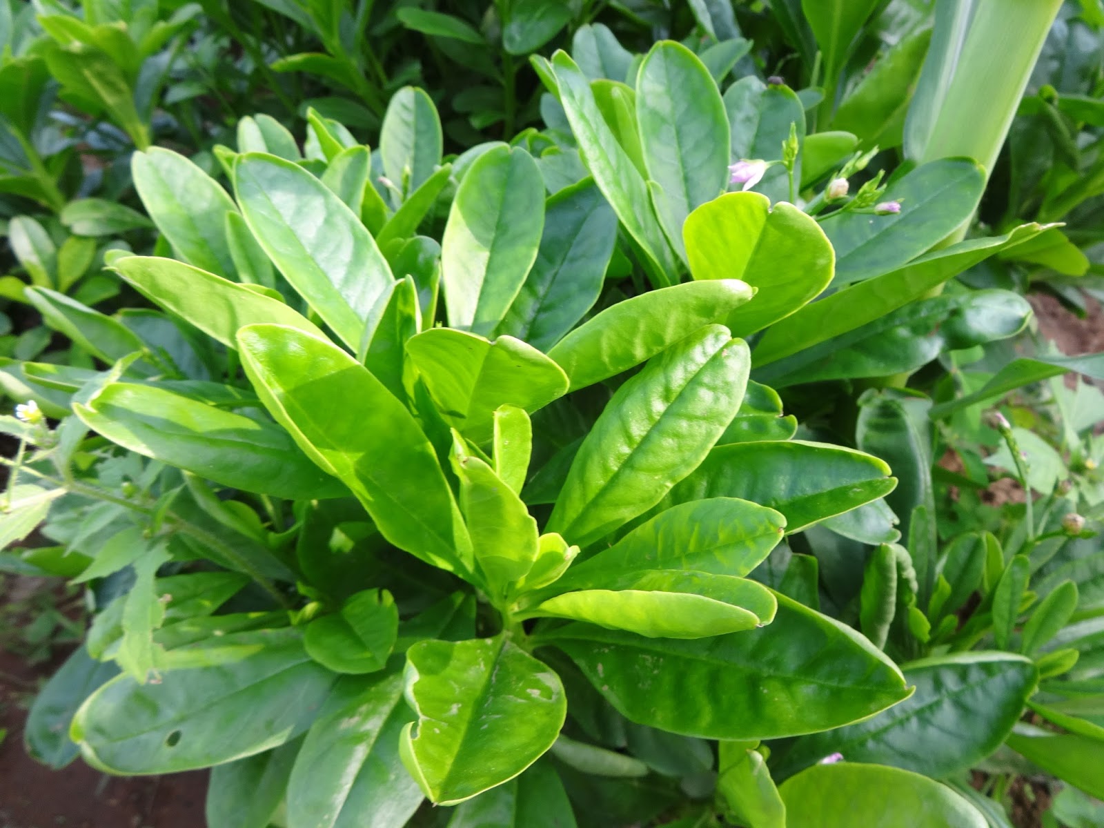 Herbs from Distant Lands: Talinum triangulare - Philippine Spinach ...