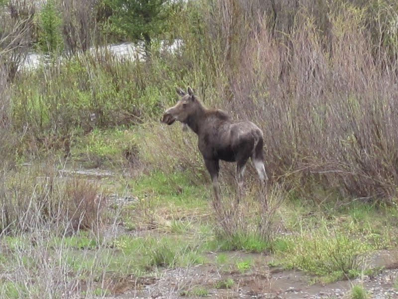 The Scallywagon: YOU SKIN GRIZ', PILGRIM? Yellowstone National Park