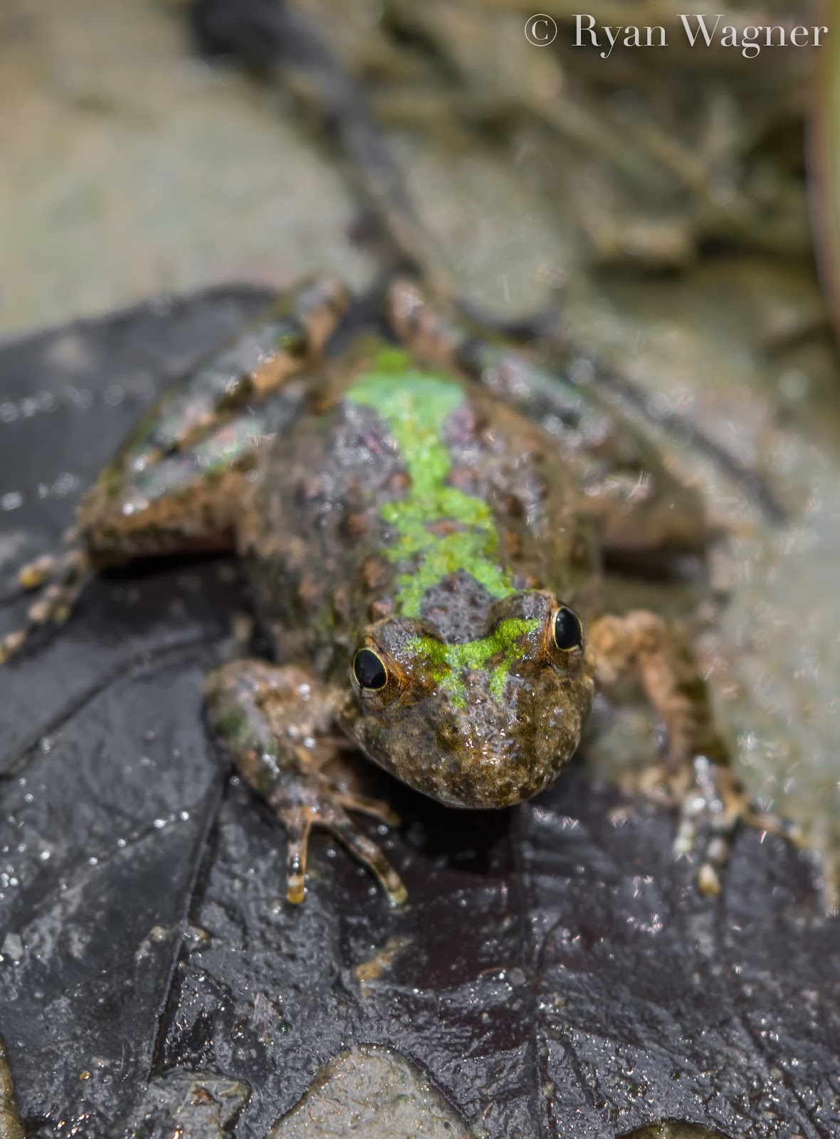 Field Life: Baby Blanchard's