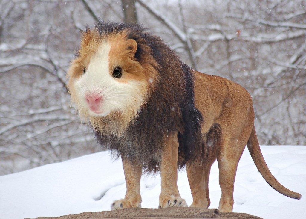 Guinea Pig Crossovers (8 pics) | Daily Fun Pics