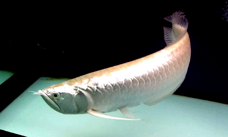 6 Cara Merawat Ikan Arwana yang Baik dan Lengkap - Om Ikan