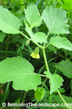 Restoring The Landscape With Native Plants: Native Plant of the Week ...