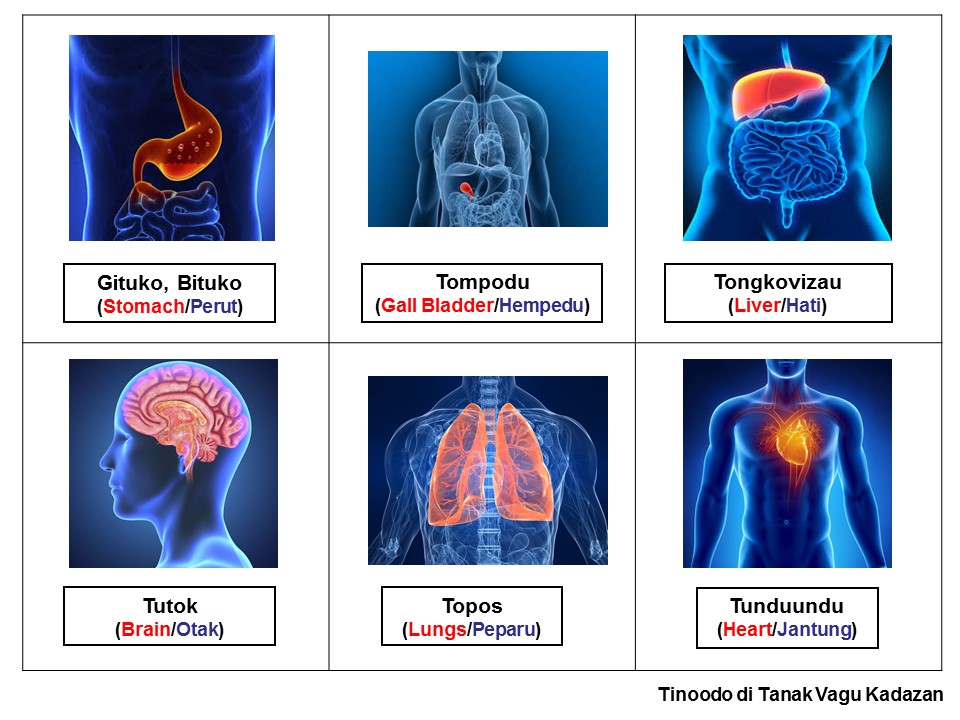 Tanak Vagu Kadazan Dusun: Suang Tinan (Internal Organs/Organ Dalaman)