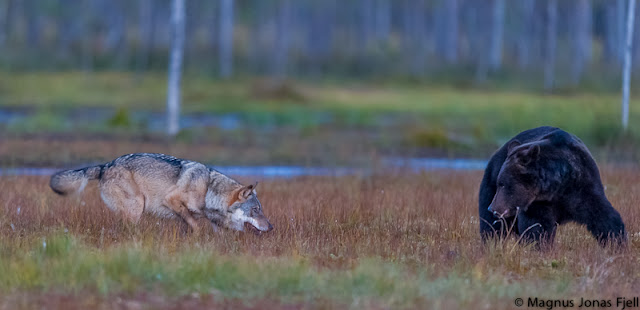 Magnus Jonas Fjell: Bjørn, ulv og jerv - en flott opplevelse