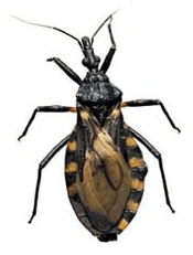 BARBEIRO (Triatoma infestans)