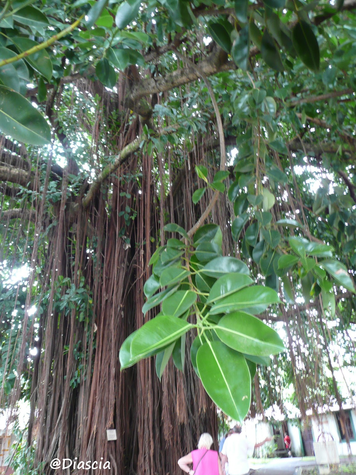 Le jardin de Diascia: LA MARTINIQUE - VEGETATION LUXURIANTE