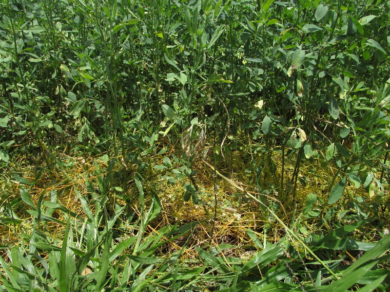 Jehuite: Visitando malezas reglamentadas en el campo