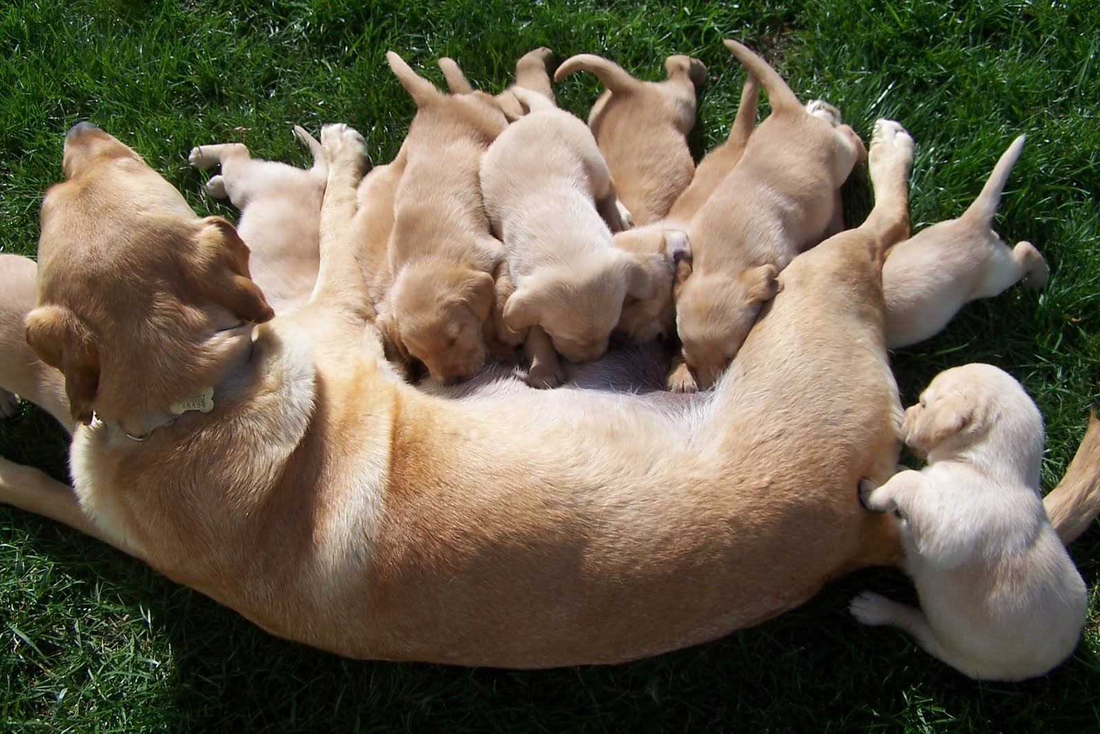 Foothill Lab Puppies: March 21, 2011 Four Weeks old