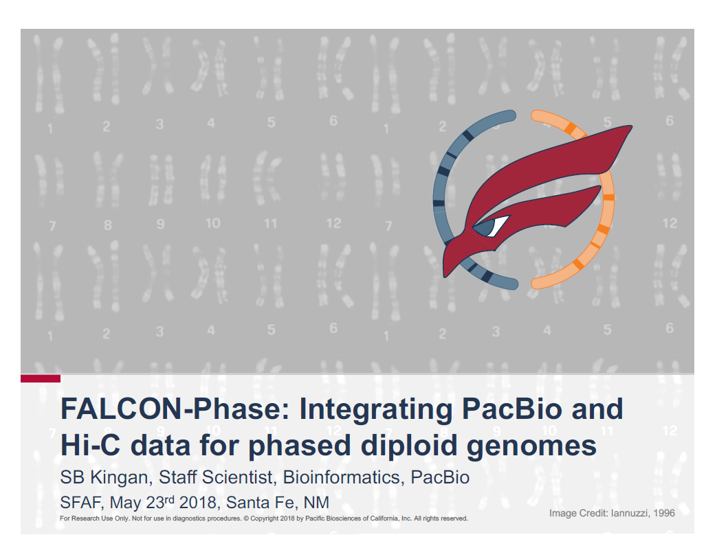 パックマンの挑戦 － PacBioシークエンサー: PacBioデータとHi-Cデータがあるなら、これ！ Falcon Phase