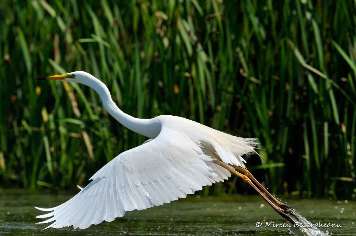 Dans alb - Egrete pe apa