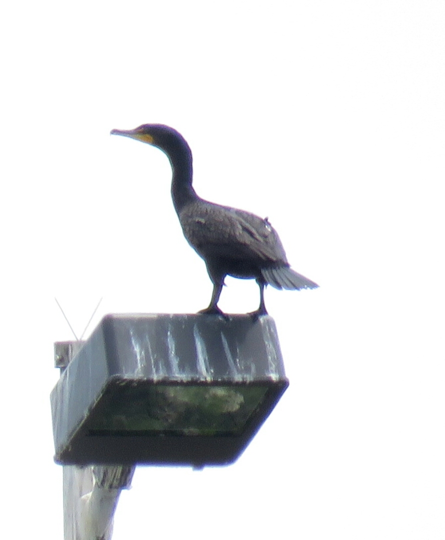 Bird & Travel Photos, Birding Sites, Bird Information: DOUBLE-CRESTED ...