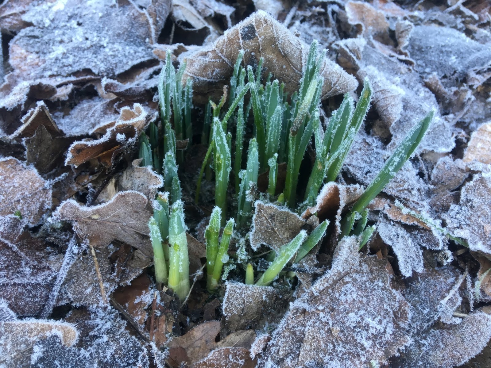 A colourful life: a very cold Thursday