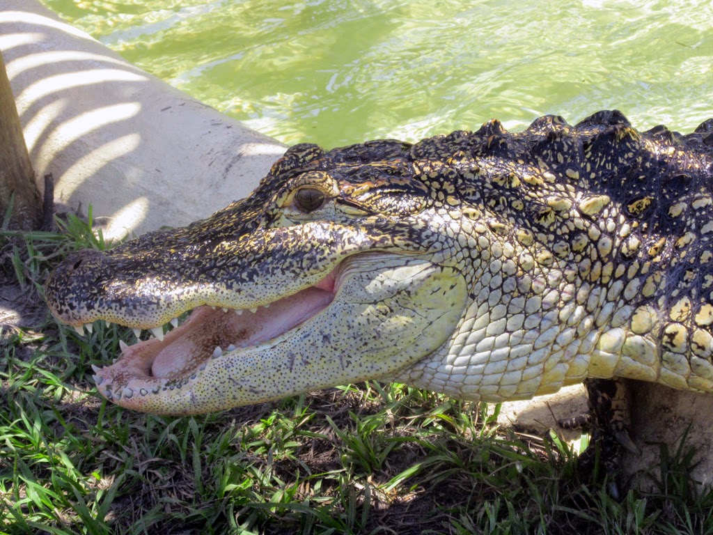 Amusement Park... Stuff: Gator Spot at Fun Spot!