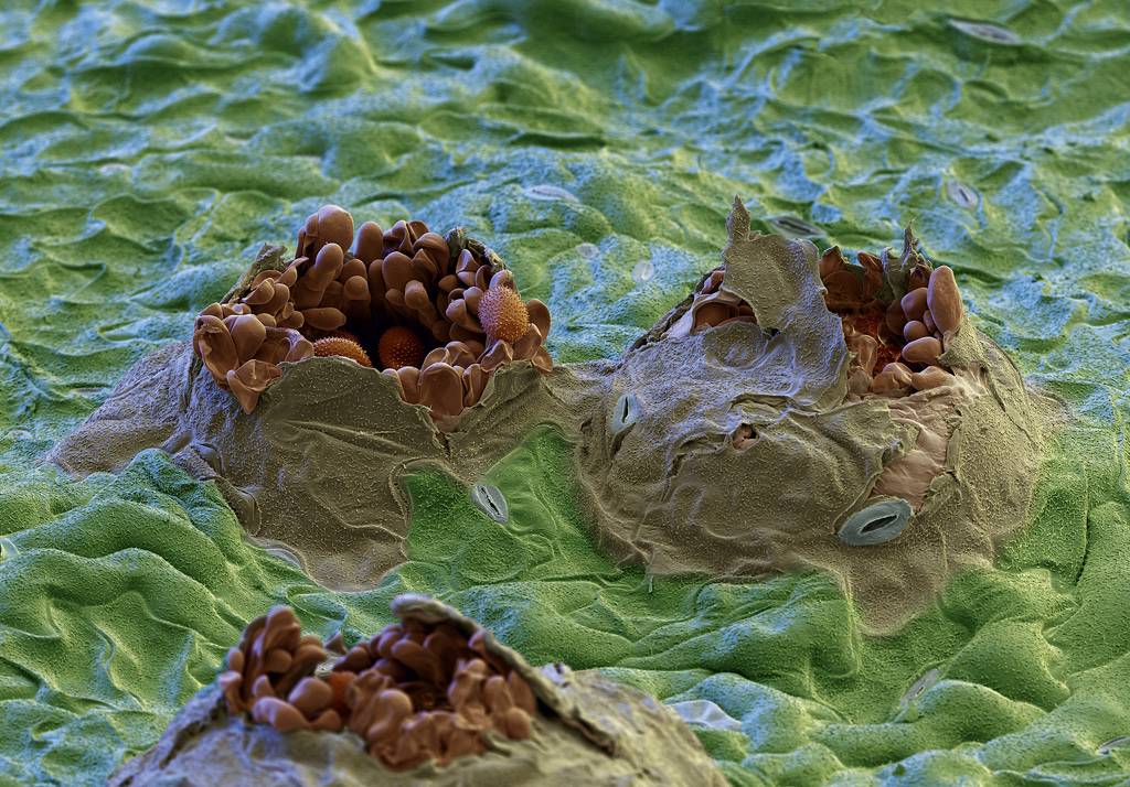 Under the Electron Microscope ~ Kuriositas