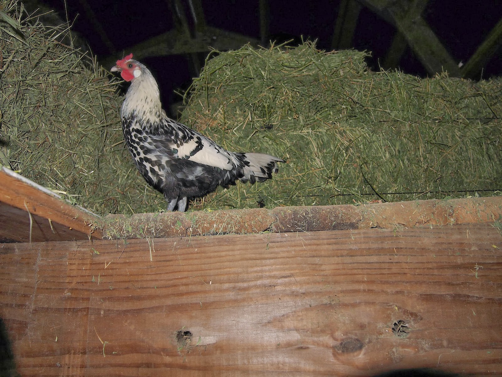 Twisted Fern Farm: Birds Eye View Or Rat Bird? Everyone wins!