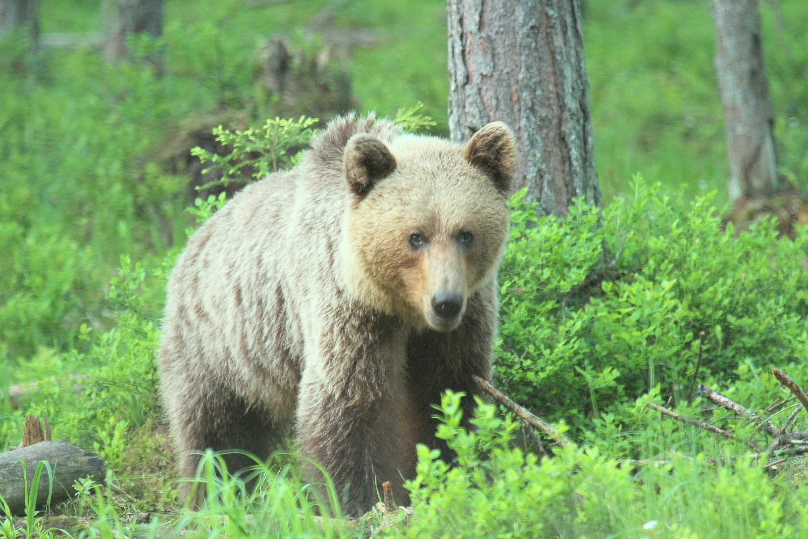 Estonian Nature Tours: A short break of during the first week to ...