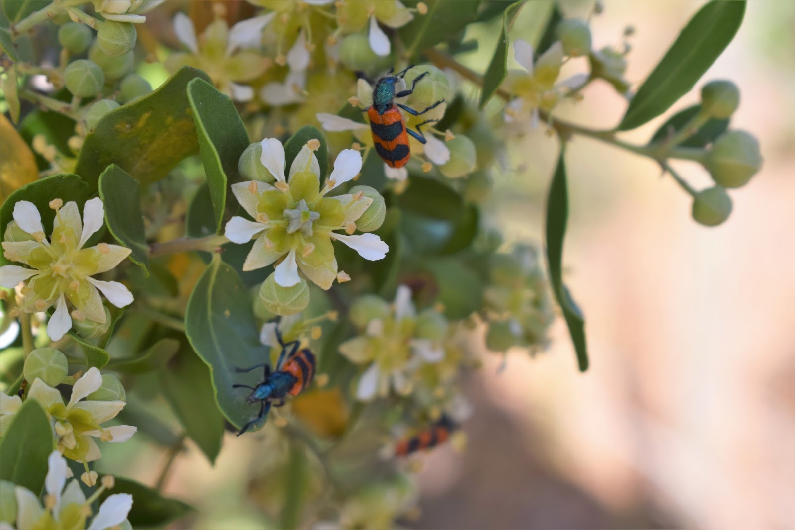 Fernando Ruz: Plantas nativas de Chile: Quillay, küllay, Quillaja saponaria