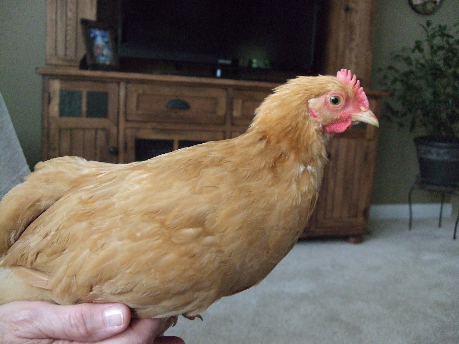 Pam's Backyard Chickens: OMG! It's a Roo! How to Tell if You Have a Hen ...