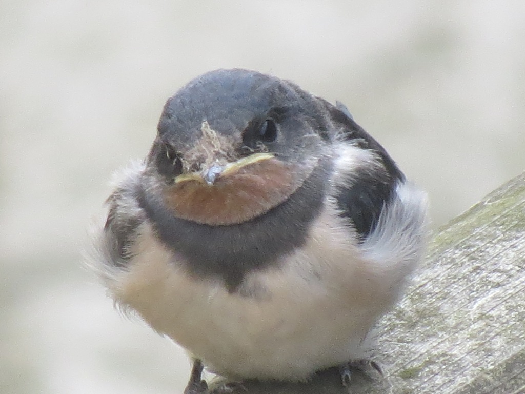 Pry House Farm www.upperswaledaleholidays.co.uk: Fledgling House Martins