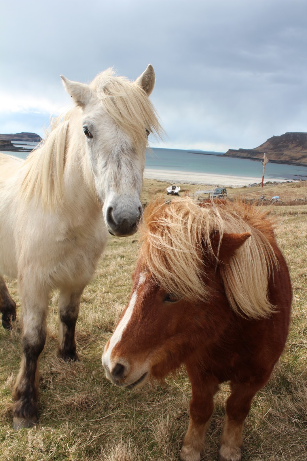 MilesIsland: Horses of Mull