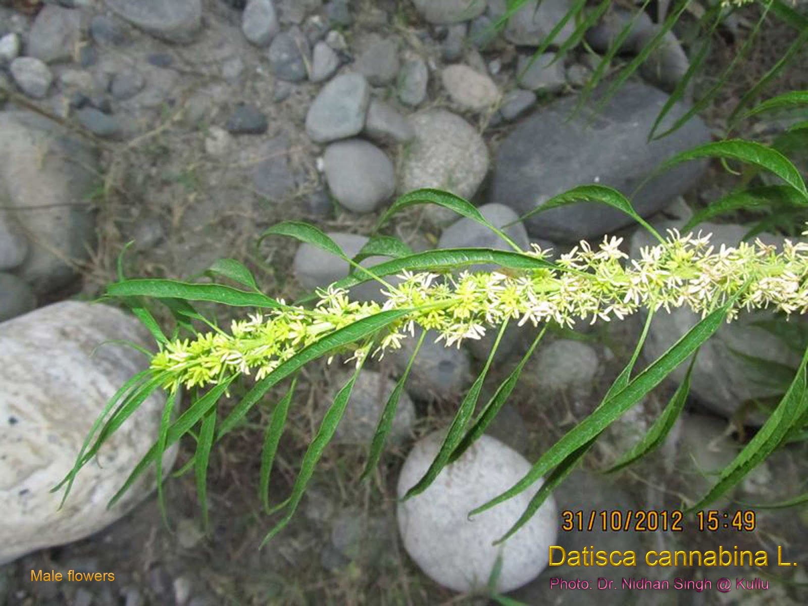 Medicinal Plants: Datisca cannabina False Hemp Acalbir