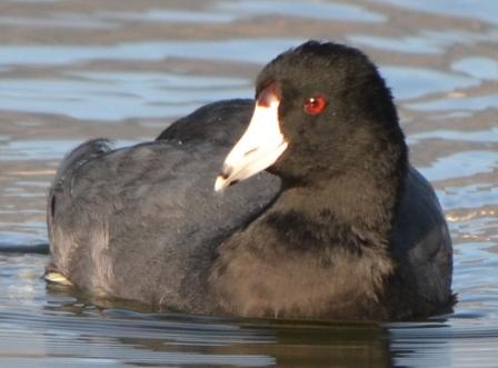 Bird of the Day: American Coot