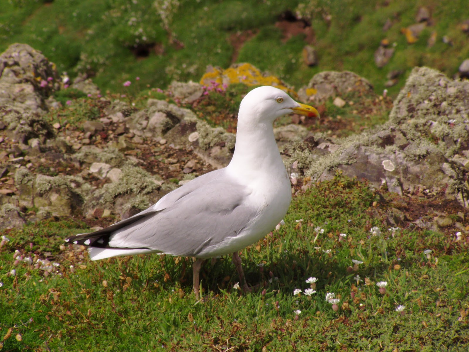 Professor P.Brain's blog: Gulling the Gulls?