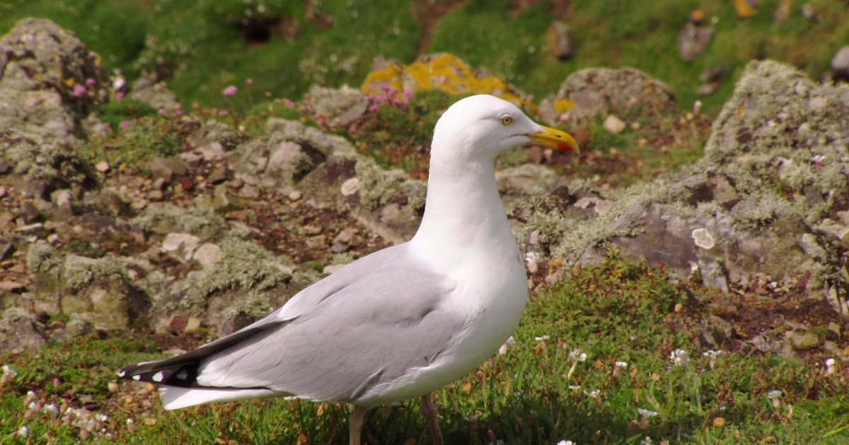 Professor P.Brain's blog: Gulling the Gulls?