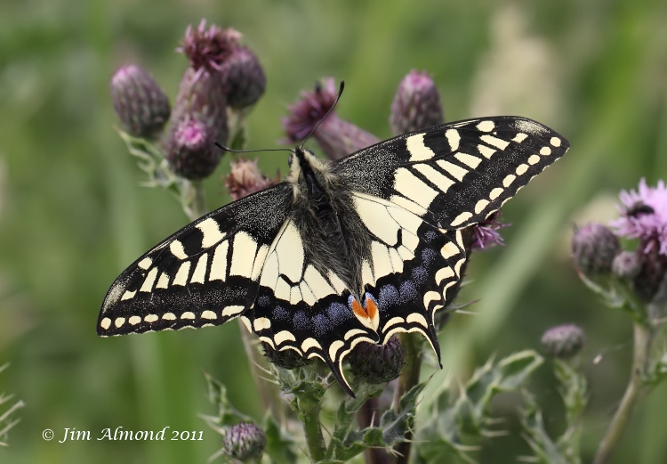Shropshire Birder: Norfolk day 2 - Swallowtails
