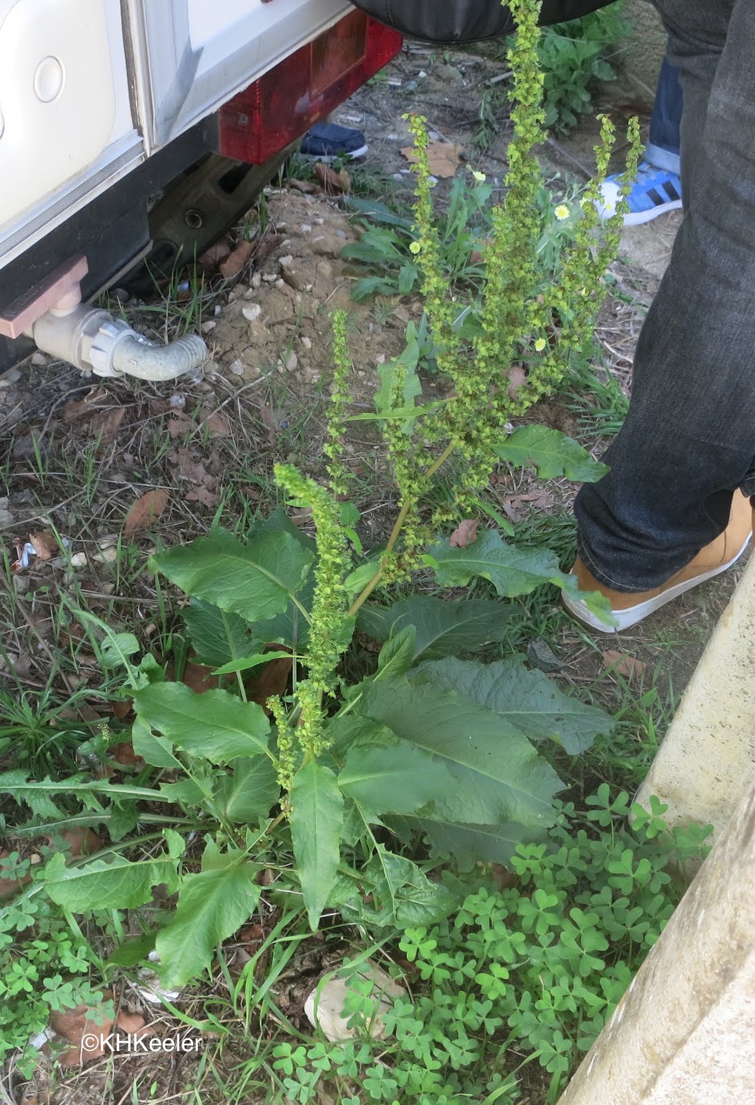 A Wandering Botanist: Plant Story--Curly Dock, Internationally-Known Weed