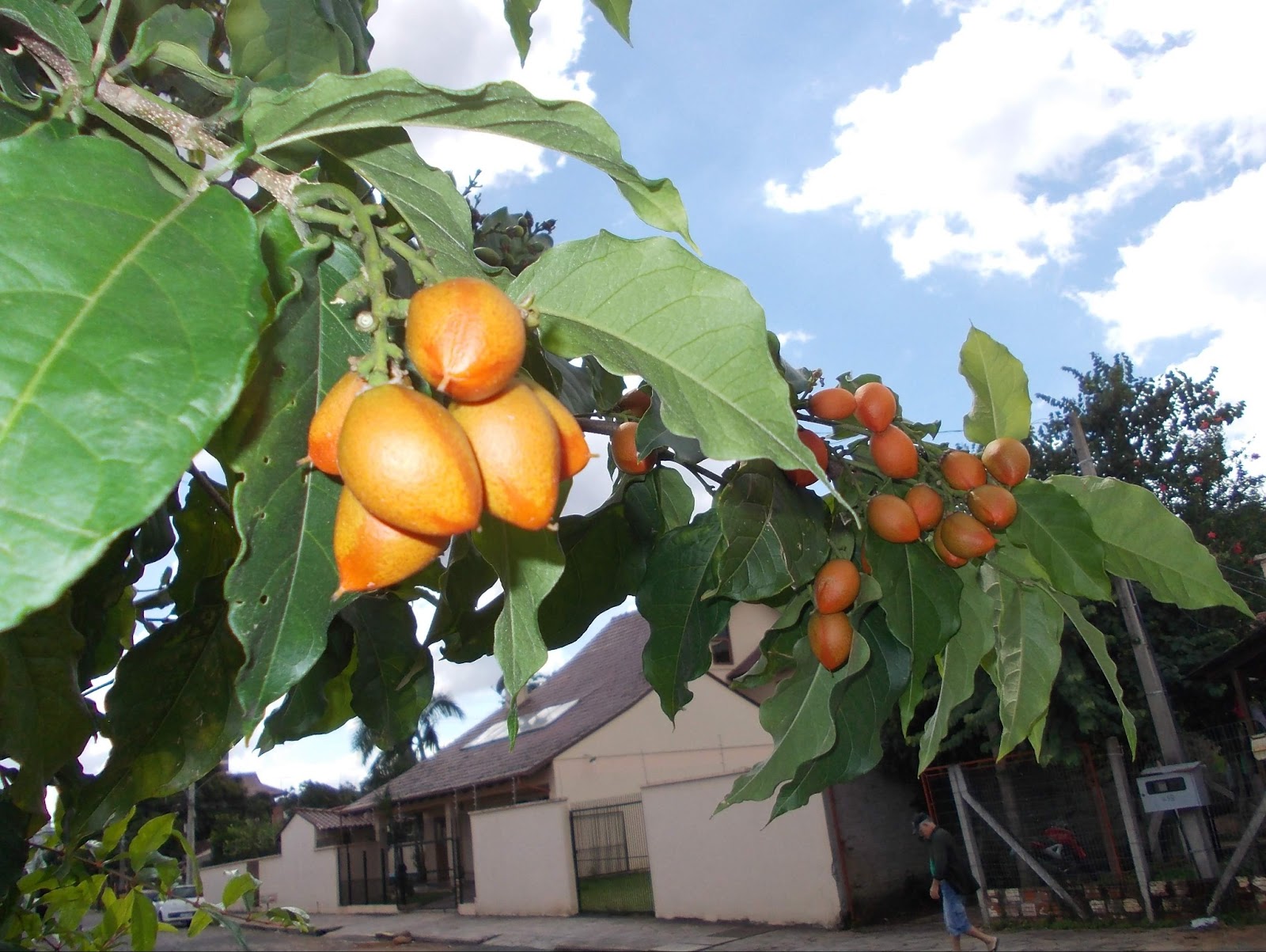 Andanças: Arbusto exótico: Tâmara Espanhola
